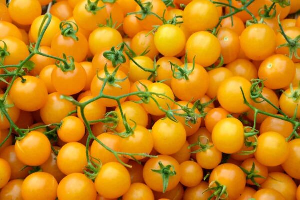 All About the Tumbling Tom Tomato - Minneopa Orchards