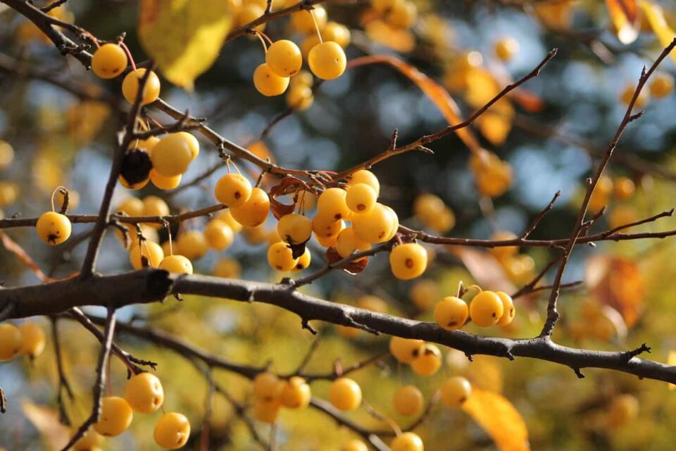 The Harvest Gold Crabapple Tree - Minneopa Orchards
