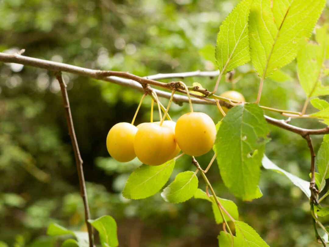The Harvest Gold Crabapple Tree - Minneopa Orchards