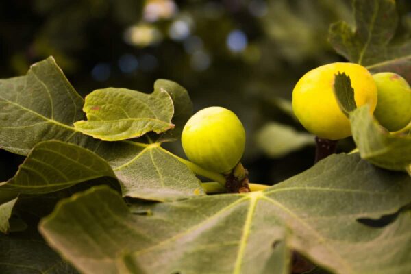How to Grow a Fig Tree: A Complete Beginner's Guide - Minneopa Orchards