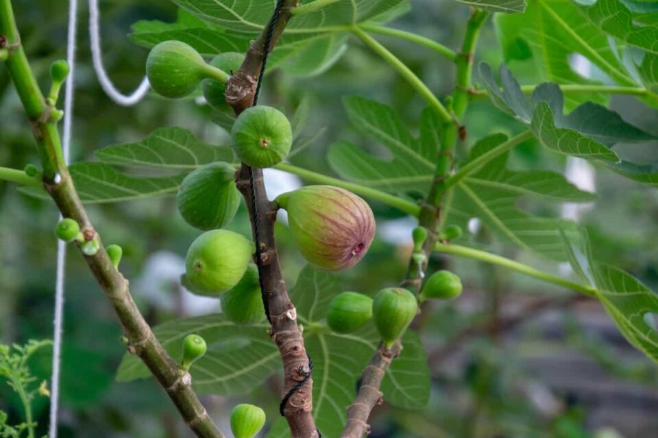 All About the Osborne Prolific Fig - Minneopa Orchards