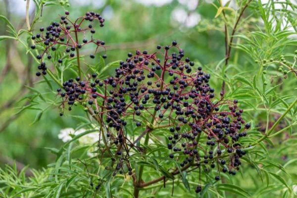 All About the American Elderberry - Minneopa Orchards