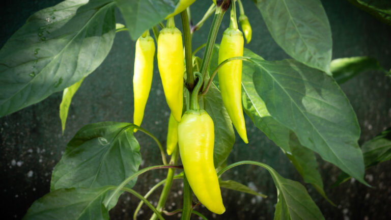 All About the Banana Pepper - Minneopa Orchards