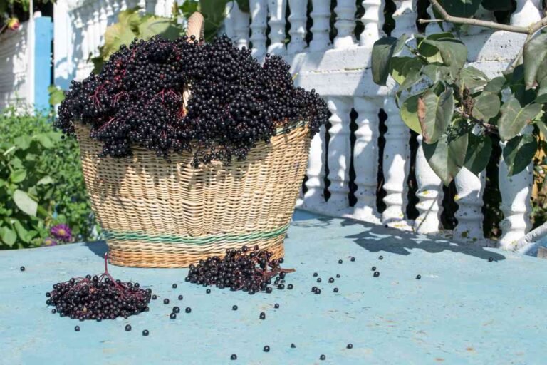 Growing Elderberries: A Beginner's Guide to a Nutritious and Delicious ...