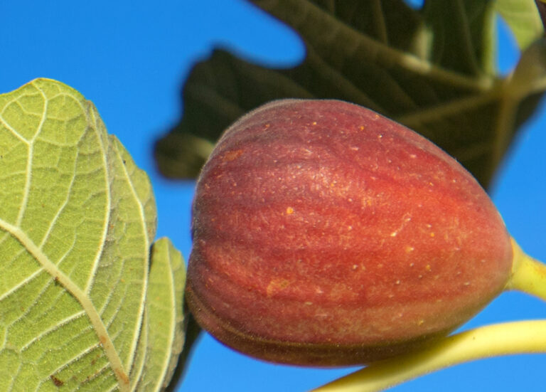 21 Fig Tree Types You Need to Know - Minneopa Orchards