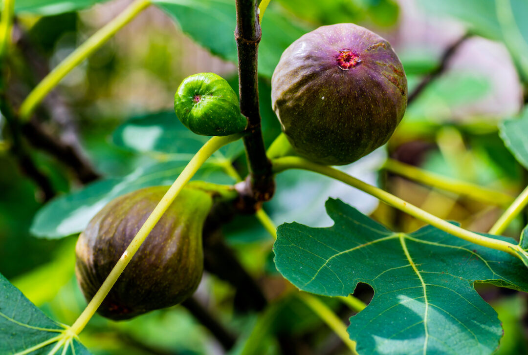 Fig Trees - Minneopa Orchards