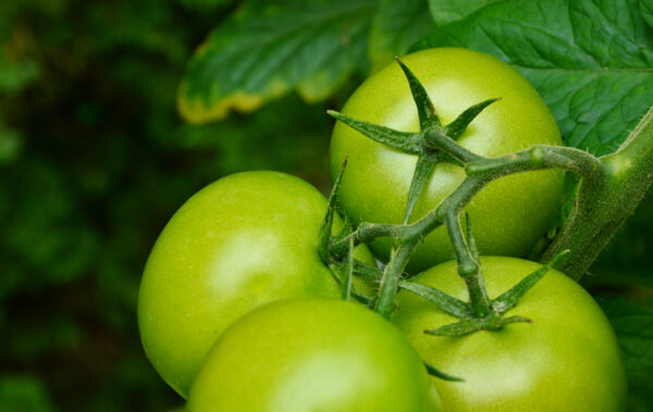 All About the Brilliant Carmello Tomato - Minneopa Orchards