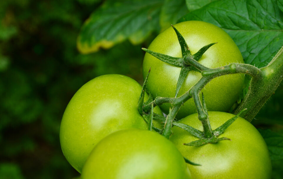 All About the Brilliant Carmello Tomato - Minneopa Orchards