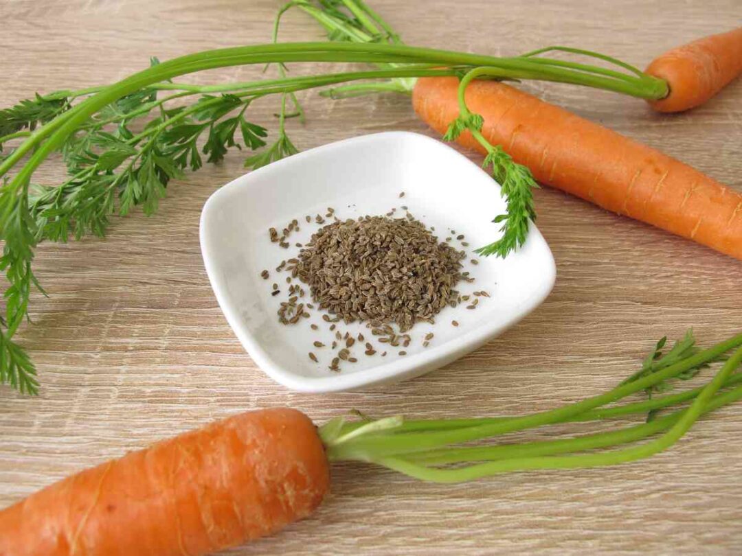 Take A Look About Small Carrots Seeds