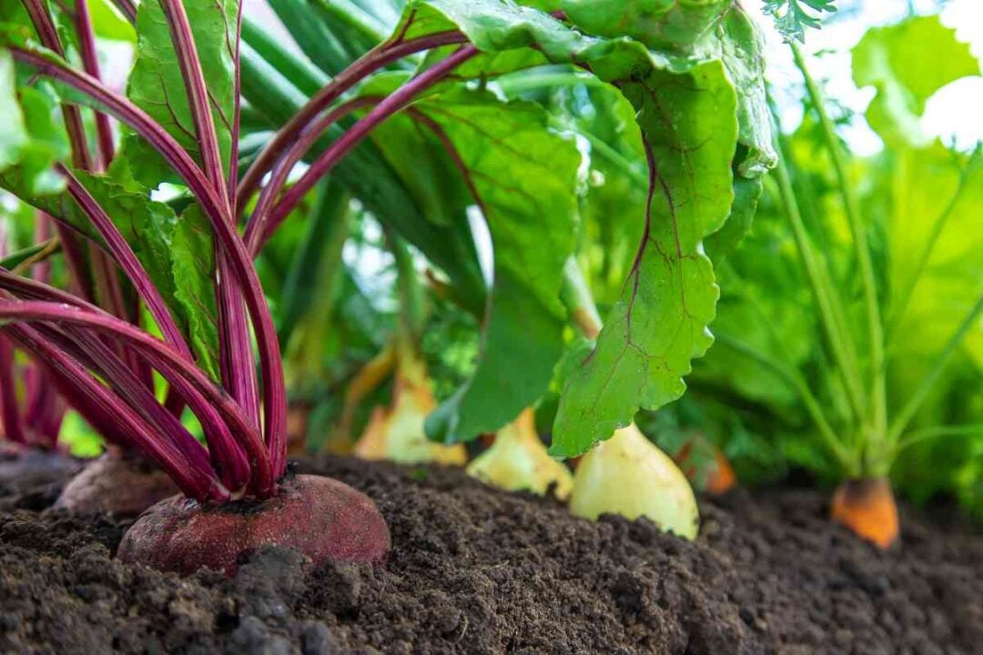 How To Grow Carrots: A Complete Guide to Growing Carrots - Minneopa ...