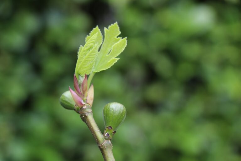 All About the Celeste Fig - Minneopa Orchards