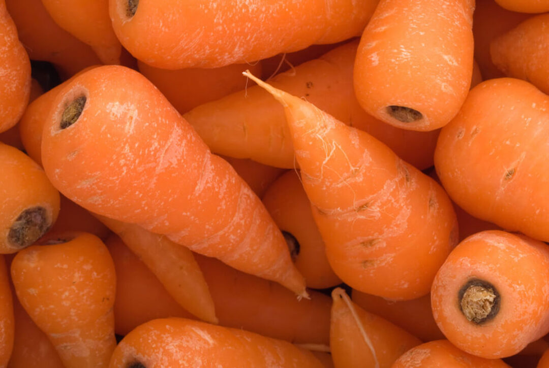 How To Plant Carrot Seeds and Have a Successful Harvest - Minneopa Orchards