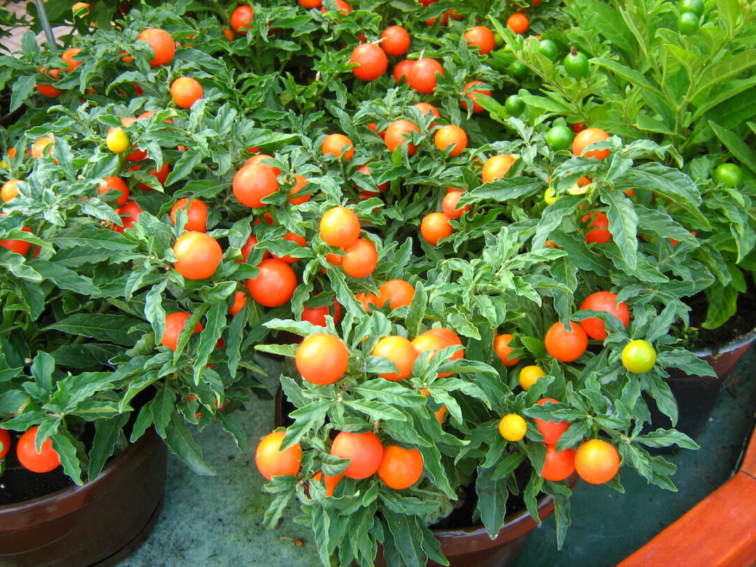 Everything You Need to Know About Growing Cherry Tomatoes In Pots ...