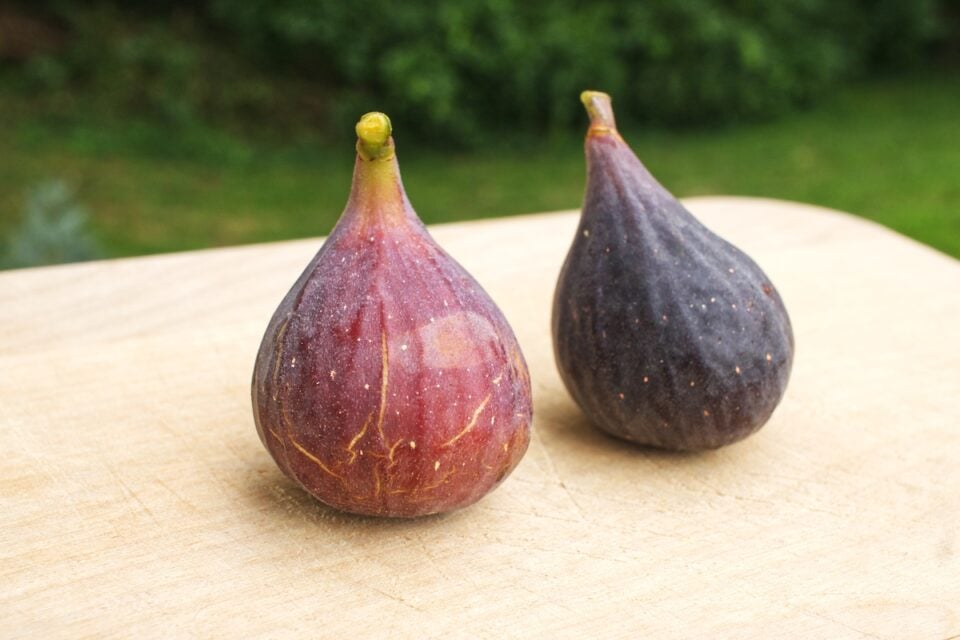 All About the Chicago Hardy Fig - Minneopa Orchards