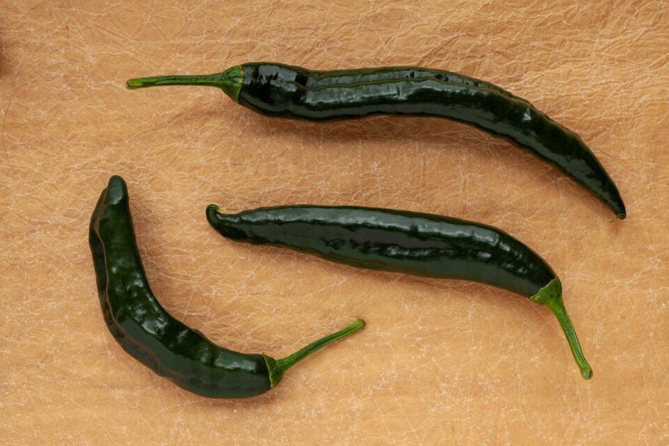 All About the Versatile Chilaca Pepper - Minneopa Orchards