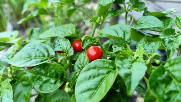 All About the Tiny but Mighty Chiltepin Pepper - Minneopa Orchards
