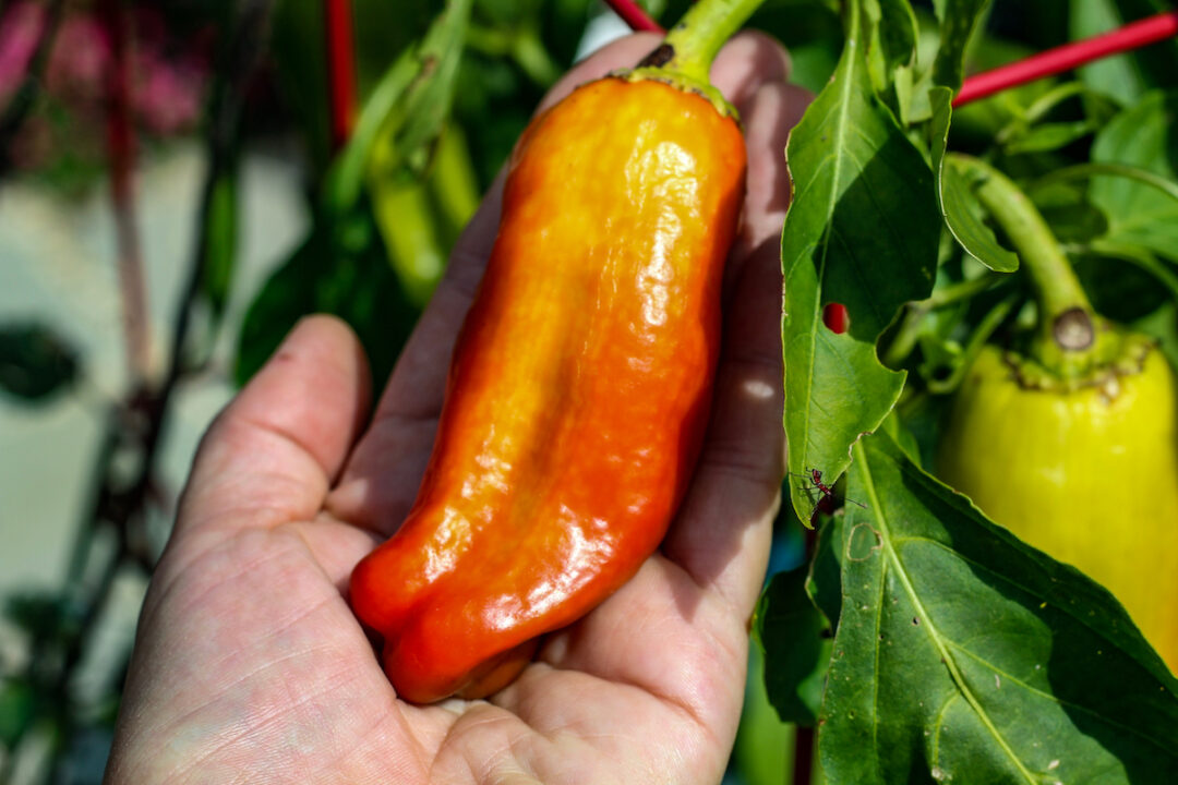 All About the Colorful Cubanelle Pepper - Minneopa Orchards