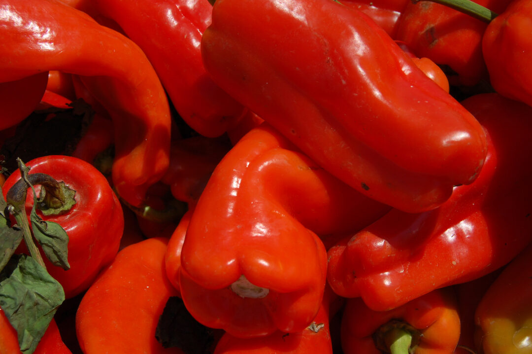 All About the Colorful Cubanelle Pepper - Minneopa Orchards