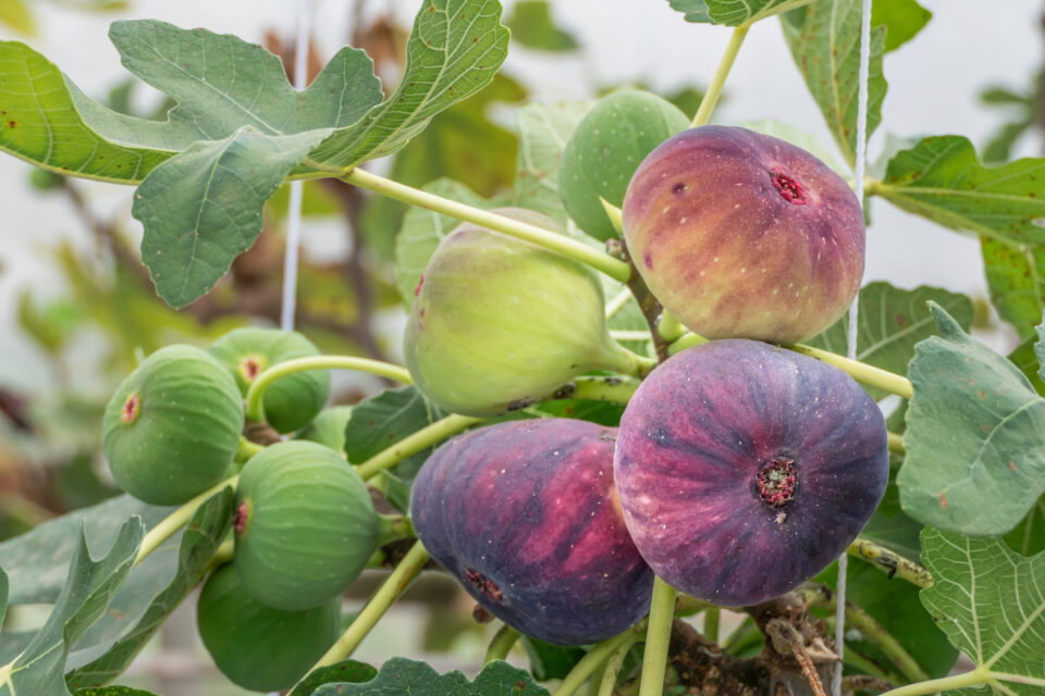 All About the Desert King Fig - Minneopa Orchards