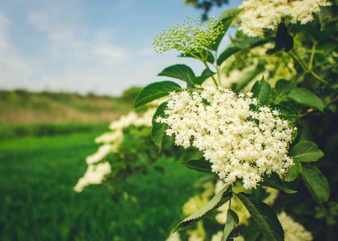 All About the Blue Elderberry - Minneopa Orchards