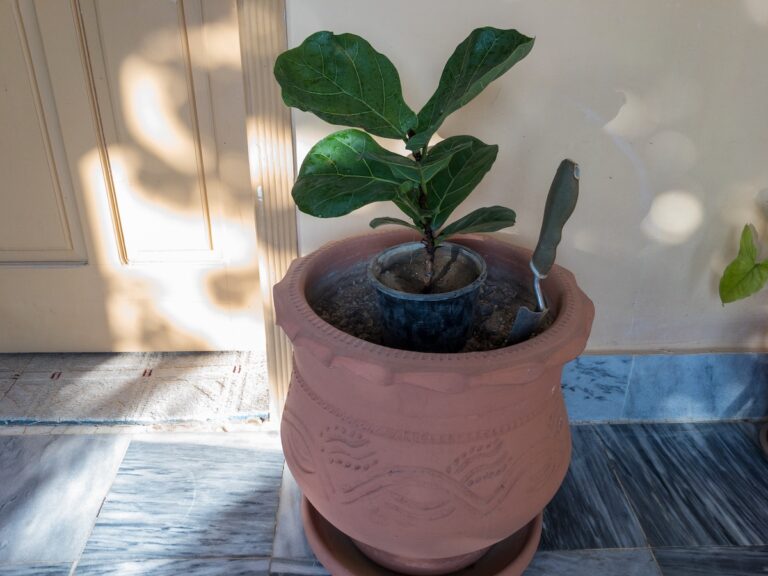 Fig Tree Care 101: 10 Proven Strategies for Success - Minneopa Orchards