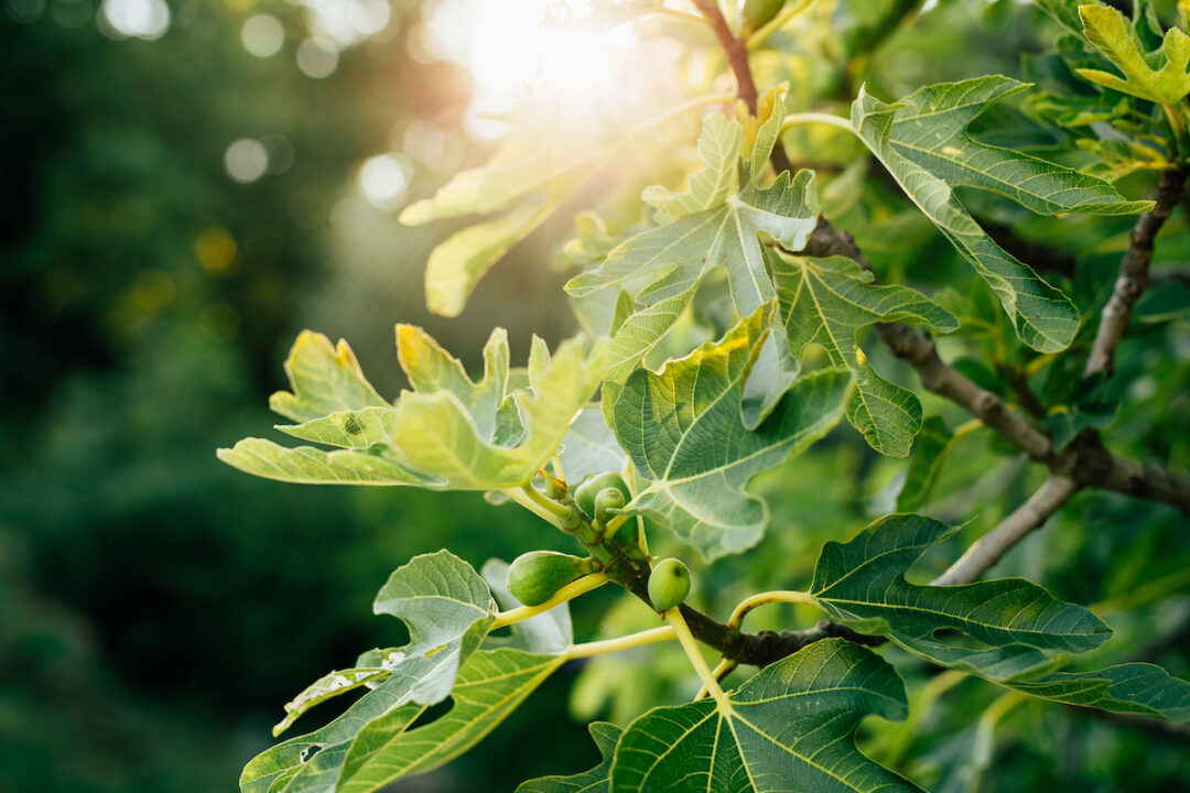 Fig Tree Care 101: 10 Proven Strategies for Success - Minneopa Orchards