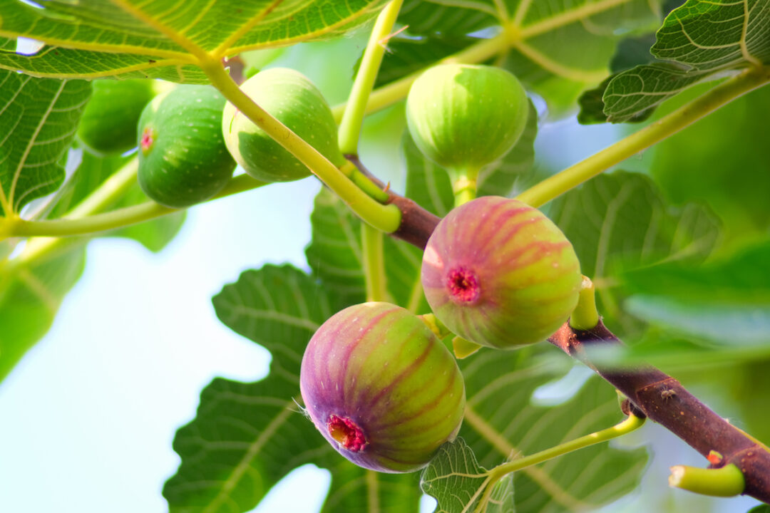 Fig Tree Care 101: 10 Proven Strategies for Success - Minneopa Orchards