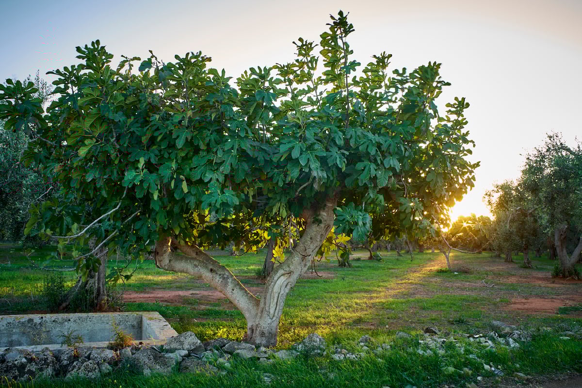 Fig Tree Care 101: 10 Proven Strategies for Success - Minneopa Orchards
