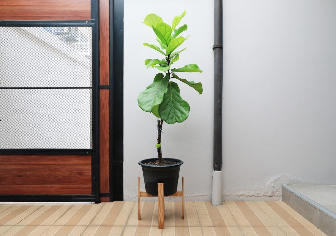 Growing A Fig Tree Indoors: How To Grow A Healthy Indoor Fig - Minneopa ...