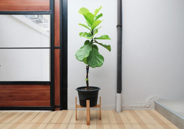 Growing A Fig Tree Indoors: How To Grow A Healthy Indoor Fig - Minneopa ...