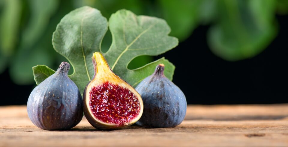 Planting Fig Tree Seeds: Where To Get the Best Seeds To Grow - Minneopa ...