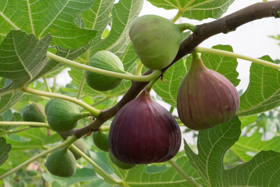 All About the Osborne Prolific Fig - Minneopa Orchards
