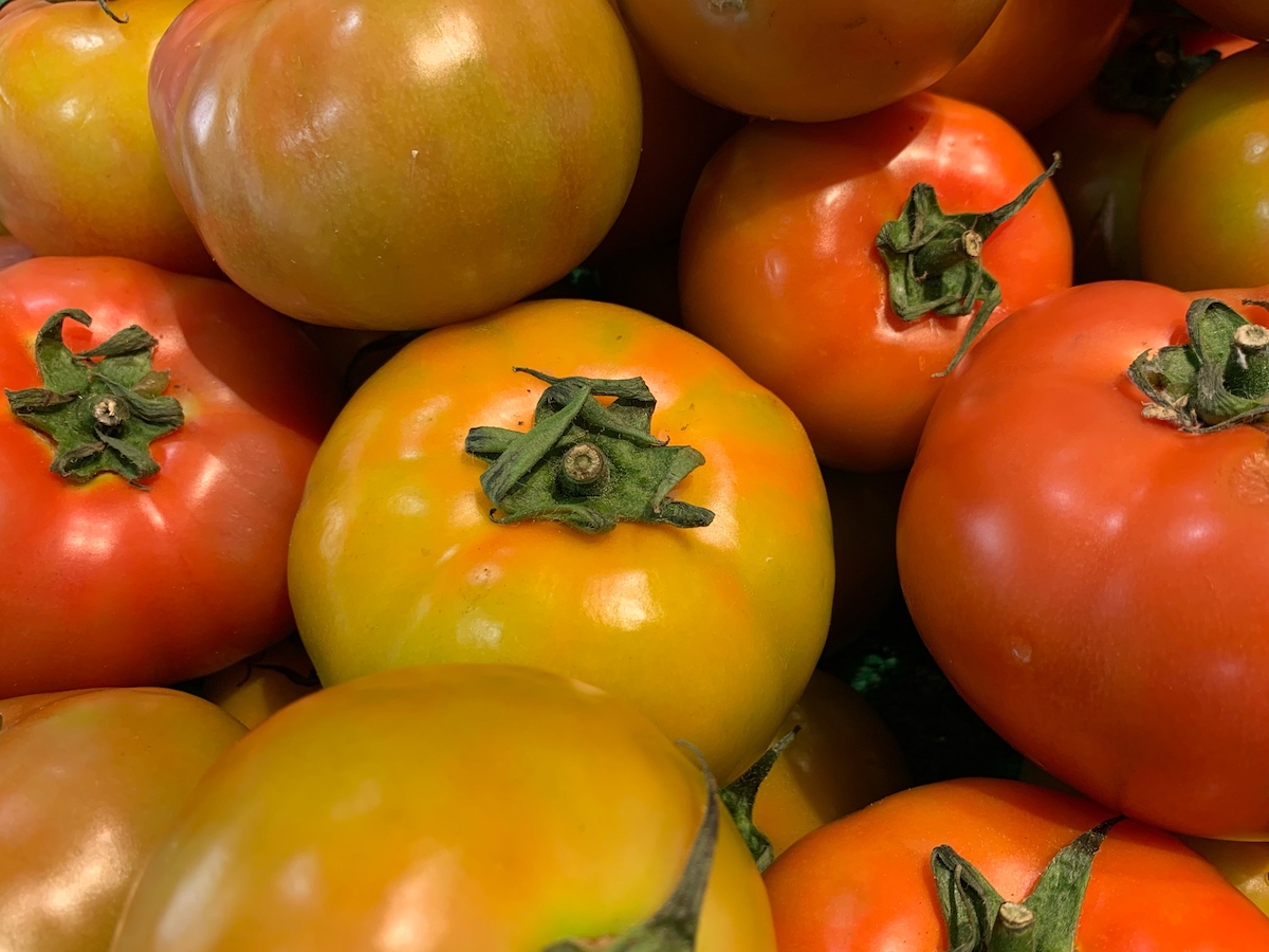 All About The Golden Jubilee Tomato - Minneopa Orchards
