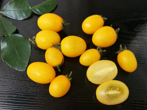 All About The Golden Jubilee Tomato - Minneopa Orchards