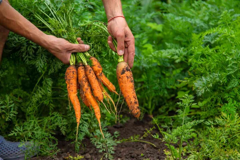 How To Grow Carrots: A Complete Guide to Growing Carrots - Minneopa ...