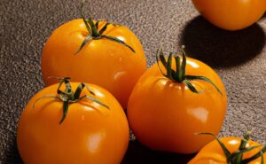 All About the Intense Jaune Flamme Tomato - Minneopa Orchards