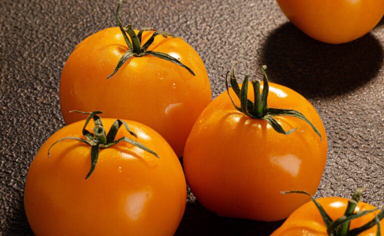 All About the Intense Jaune Flamme Tomato - Minneopa Orchards