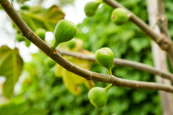 All About the Kadota Fig - Minneopa Orchards