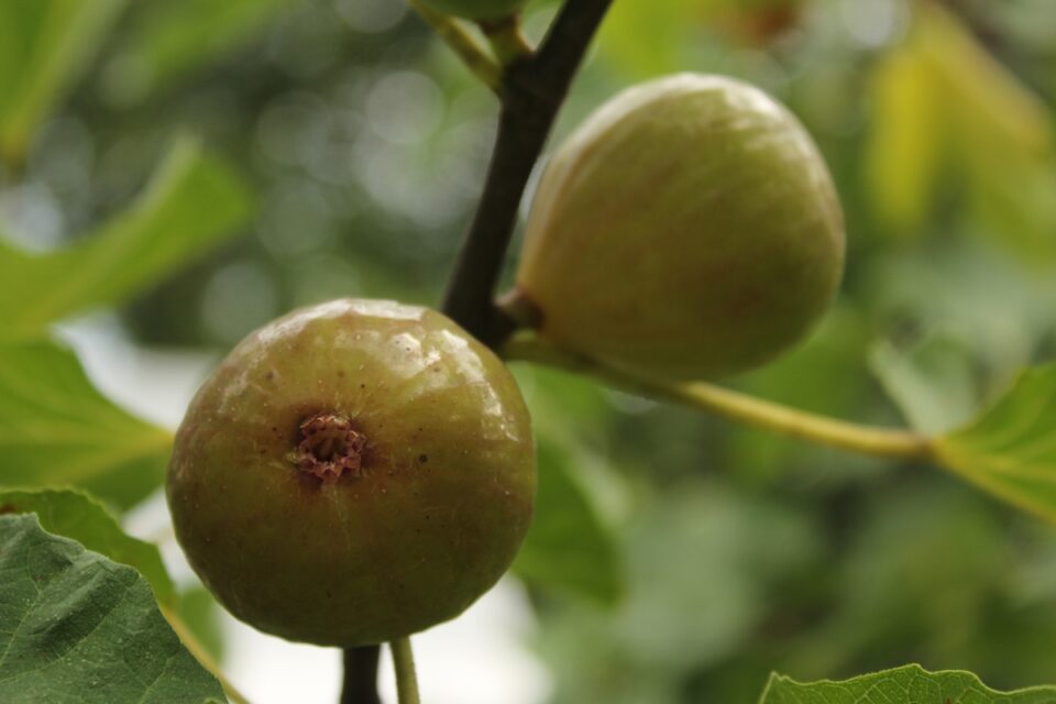 All About the Kadota Fig - Minneopa Orchards