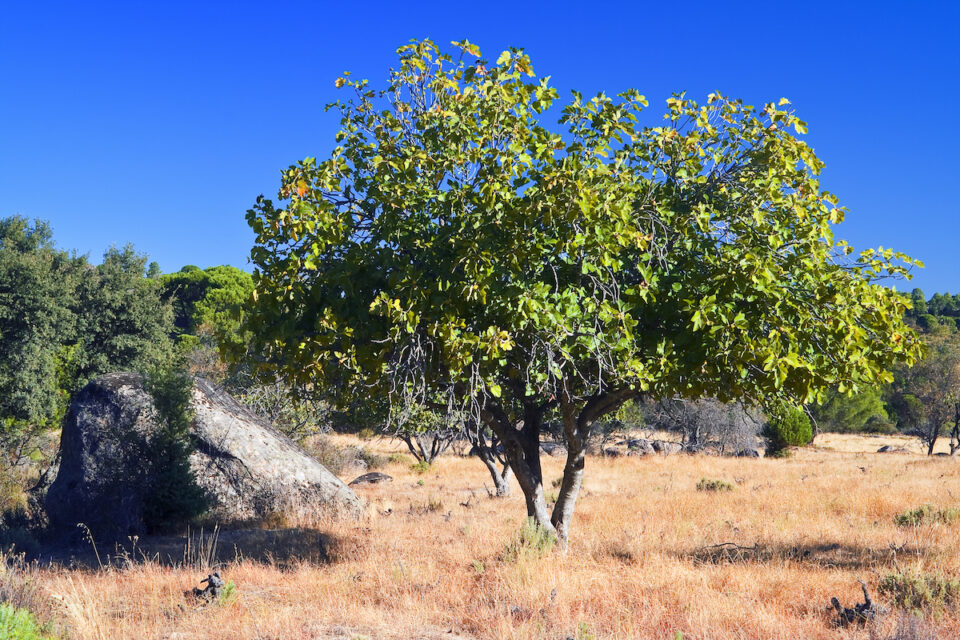 All About the Little Miss Figgy - Minneopa Orchards