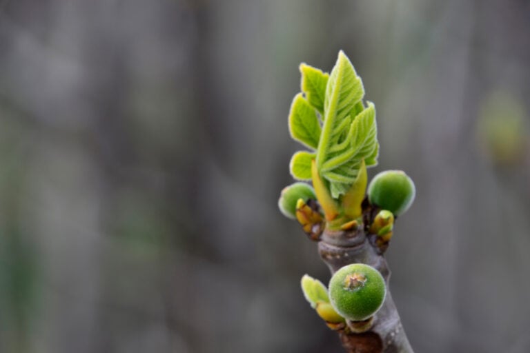Planting Fig Tree Seeds: Where To Get the Best Seeds To Grow - Minneopa ...