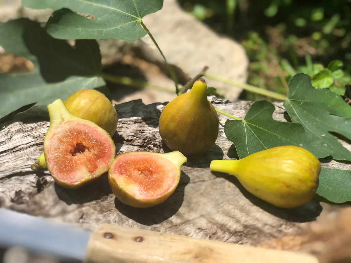 Fig Varieties - Minneopa Orchards