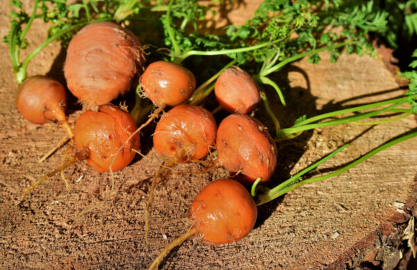 All About Thumbelina Carrots - Minneopa Orchards