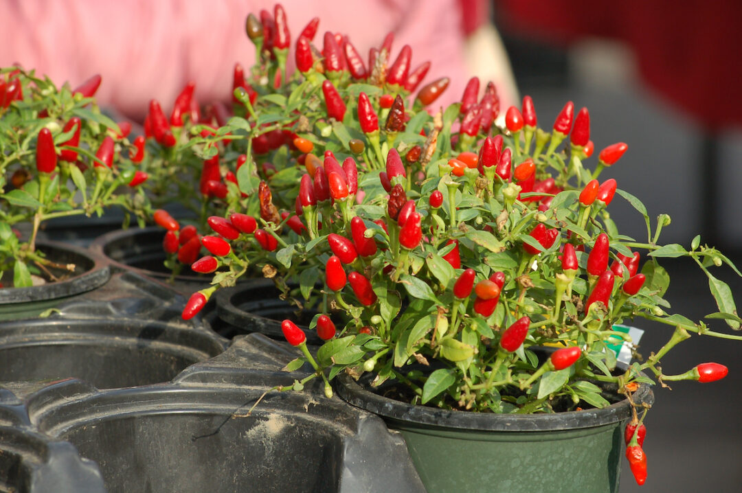 All About the Fiery Pequin Pepper - Minneopa Orchards
