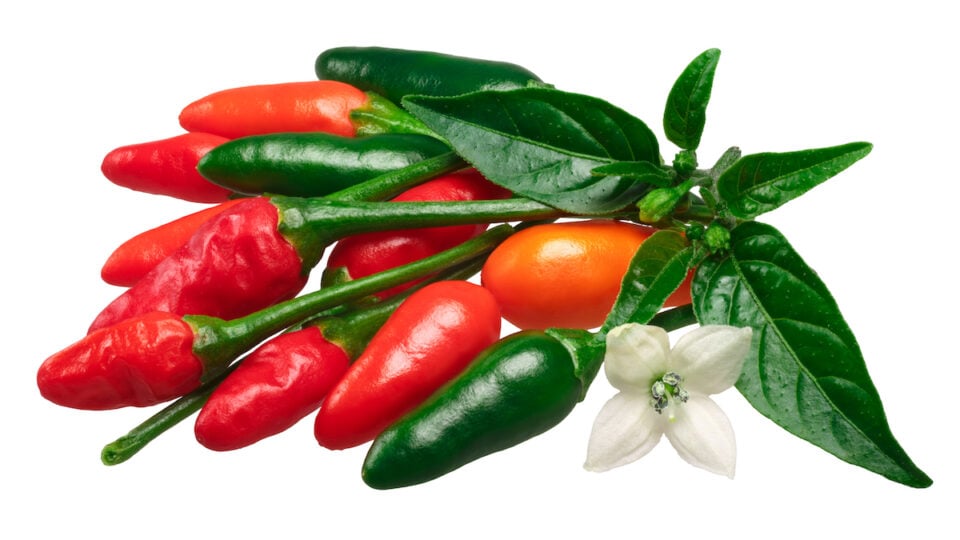 All About the Fiery Pequin Pepper - Minneopa Orchards