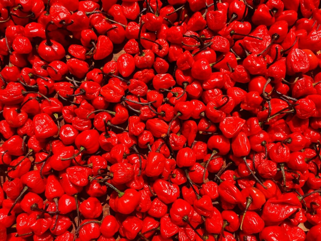 All About the Infamous Scotch Bonnet Pepper - Minneopa Orchards