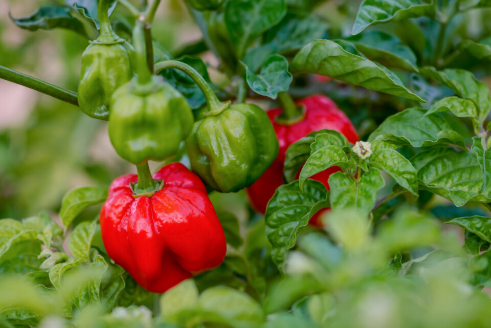 All About the Infamous Scotch Bonnet Pepper - Minneopa Orchards