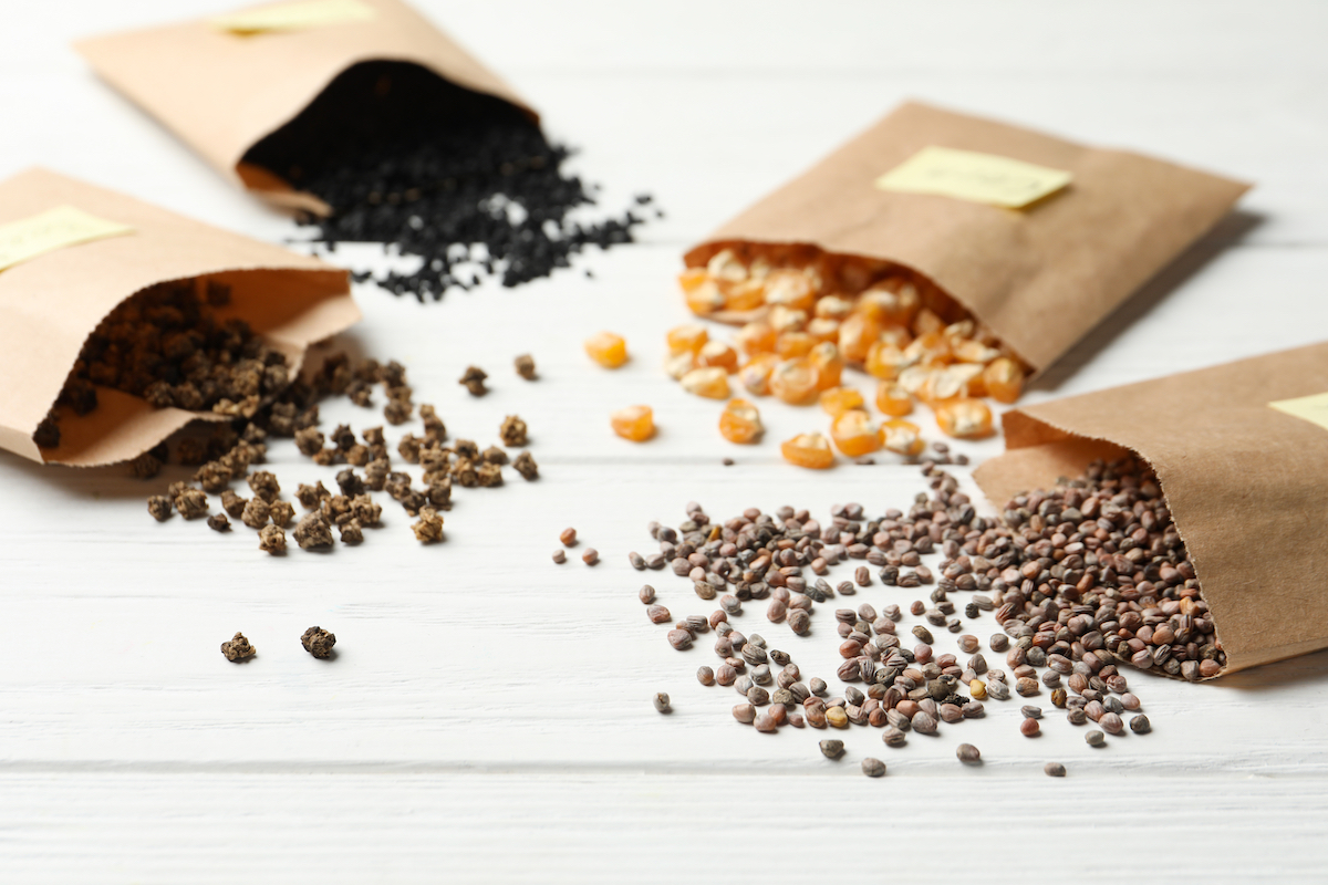 How To Store Seeds For Long-Term Usage - Minneopa Orchards