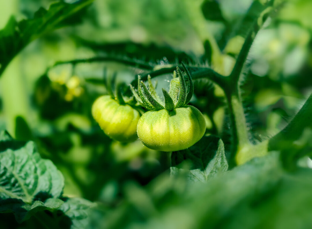 All About the Favorite Tasmanian Chocolate Tomato - Minneopa Orchards