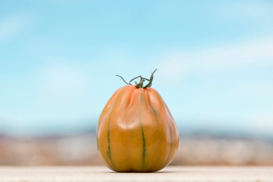 All About the Incredible Valencia Tomato - Minneopa Orchards